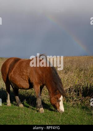 Welsh Mountain Ponies, Gower Peninsula, South Wales Stock Photo - Alamy