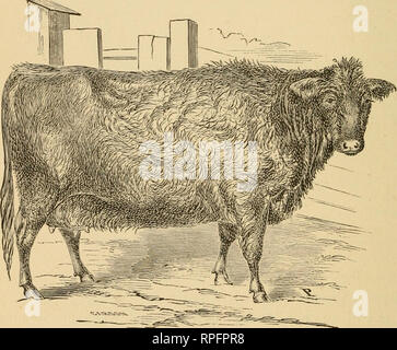 . American cattle: their history, breeding and management. Cattle ...