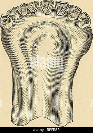 A sheep with a perm Stock Photo - Alamy