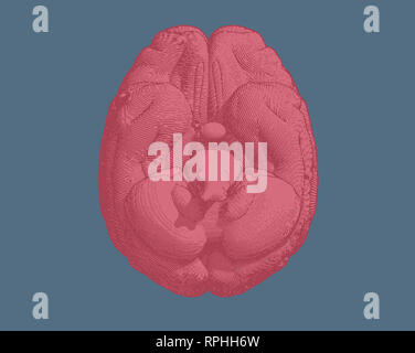 Anatomy of human brain, inferior view Stock Photo - Alamy