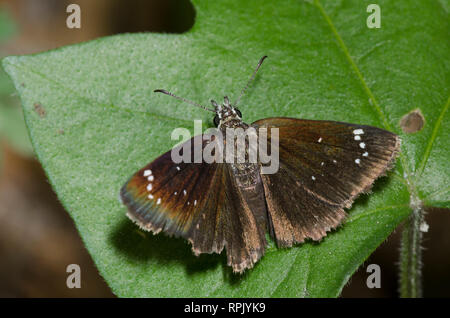 Common Sootywing (Pholisora catullus Stock Photo - Alamy