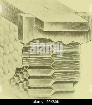 A cross section of comb with a honey bee egg and larva Stock Photo - Alamy