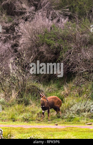 Portrait of antelope Bushbuck. Aberdare, Kenya Stock Photo - Alamy