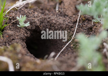 Snake hole, burrow Stock Photo - Alamy