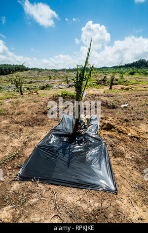 Plastics mulching used in new planted oil palm material for weed ...