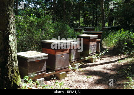 Beekeeper Boxes Bee Colony Farm Field Stock Photo - Alamy