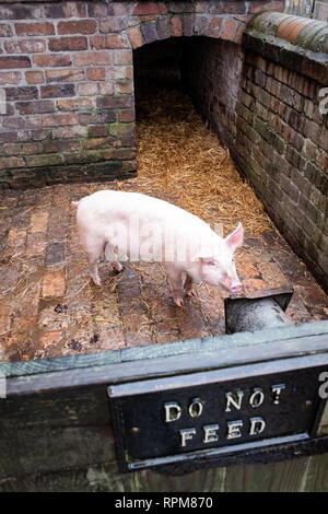 Pigs in a Victorian Pig Sty at Blists Hill Stock Photo - Alamy