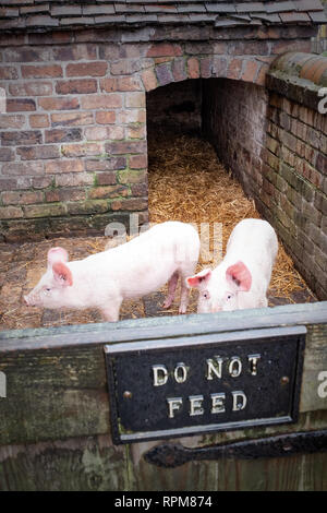 Pigs in a Victorian Pig Sty at Blists Hill Stock Photo - Alamy