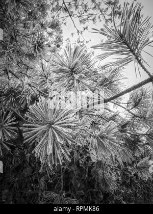 Close up of a pine tree covered in icy snow using a bokeh effect in ...