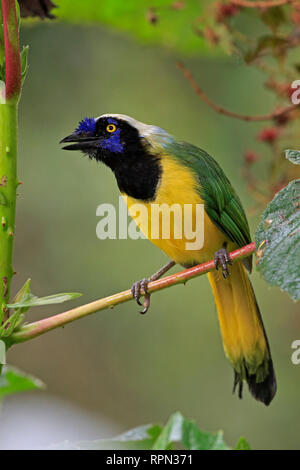 Inca jay (Cyanocorax yncas) at San Isidor lodge, east Andea slope ...