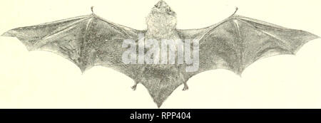 Eastern Red Bat - Lasiurus borealis Stock Photo - Alamy