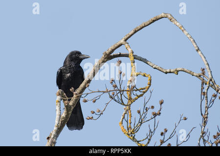Raven sitting on a branch Stock Photo - Alamy