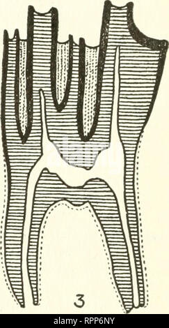 Human tooth with two roots on white background Stock Photo - Alamy