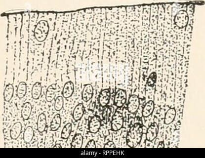 . The alligator and its allies. Alligators. The Digestive System 183 I ...