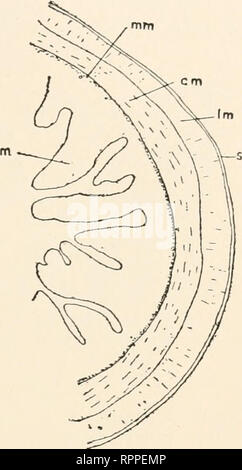. The alligator and its allies. Alligators. The Digestive System 173 ...