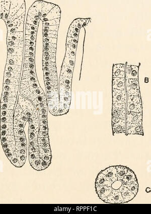 . The alligator and its allies. Alligators. The Digestive System 187 ...