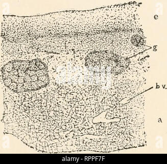 . The alligator and its allies. Alligators. The Digestive System 187 ...
