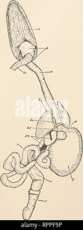 . The alligator and its allies. Alligators. The Digestive System 183 I ...