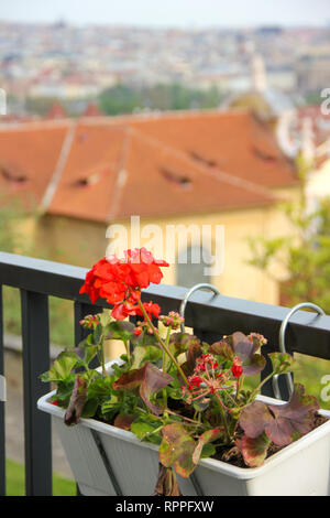 Background panorama of flowers in the yard. Beautiful natural ...