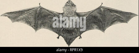 Eastern Red Bat - Lasiurus borealis Stock Photo - Alamy