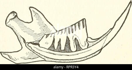 Brown Lemming (Lemmus trimucronatus) on ice, Alaska Stock Photo - Alamy