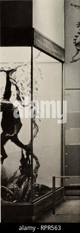 'My mate's a Primate' - Natural History Museum Stock Photo - Alamy
