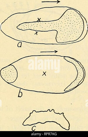 . Ameboid movement. Amoeboid movement; Amoeba. 20 AMEBOID MOVEMENT ...