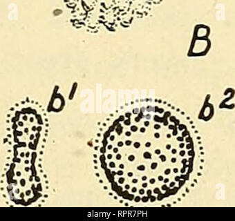 . Ameboid movement. Amoeboid movement; Amoeba. 20 AMEBOID MOVEMENT ...