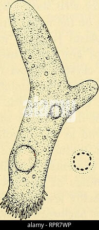 . Ameboid movement. Amoeboid movement; Amoeba. AMEBOID MOVEMENT 57 ...