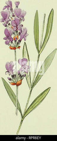 Alpen-Flora (Page 119 Stock Photo - Alamy