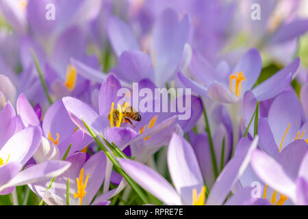 Bees pollinate Crocuses. Close-up of blooming Crocus flowers on a sunny ...