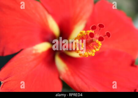 Stunning, flawless flowering fire and ice bright red hibiscus plant ...