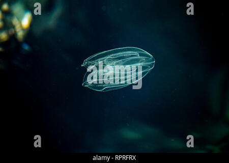 Sea Walnut, American comb jelly, Warty comb jelly or Leidy's comb jelly ...