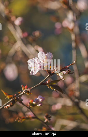 Selective focus shot of beautiful cherry blossom buds on a branch Stock ...