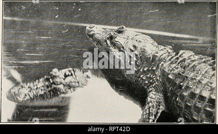 Broad Nosed Caiman, caiman latirostris, Adult standing in Swamp ...