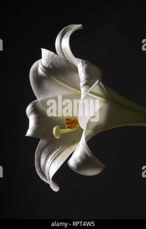 Lily with dramatic studio lighting Stock Photo - Alamy