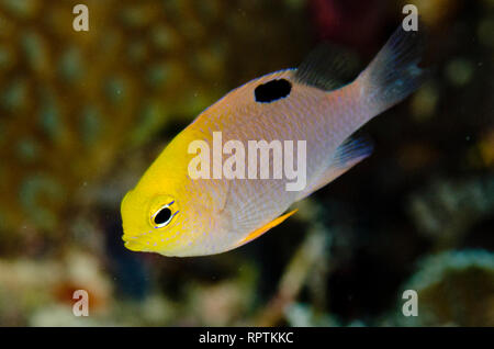 One Spot Damsel Fish; Chrysiptera unimaculata; Maldives Stock Photo - Alamy