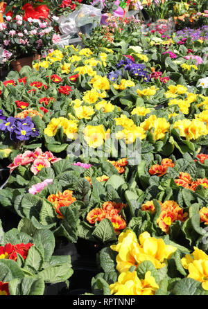 stall with many primroses flowers - primula vulgaris - of various ...