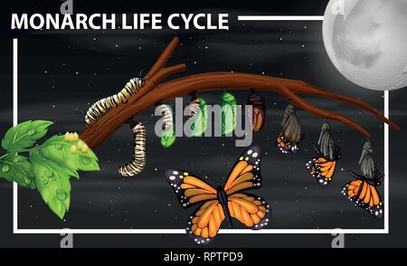 Monarch life cycle diagram Stock Vector Image & Art - Alamy