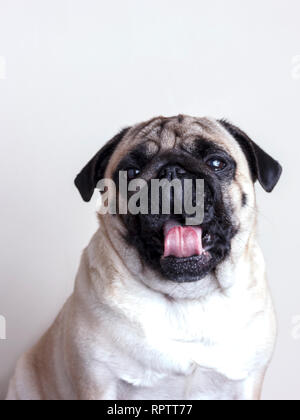 Close up of yawning pug dog in snowy winter park walking on leash ...
