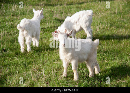 Little goat kid standing on a tire in a farm. A brown goat kid is ...