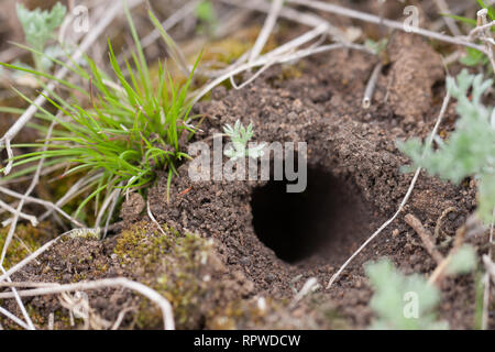 Snake hole, burrow Stock Photo - Alamy