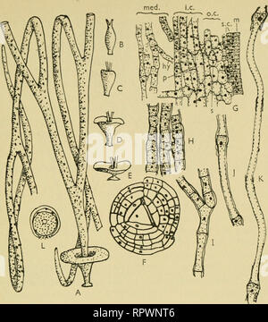 T. E. Naylor Stock Photo - Alamy