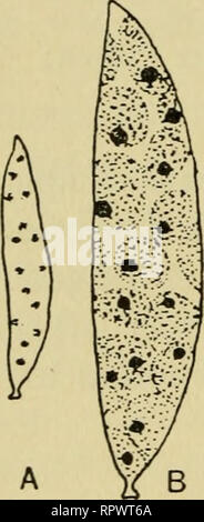 . The algae. Algae. Fig. 149 Halosphaera viridis. A, mature cell. B ...
