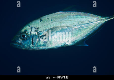 Barcheek trevally, Carangoides plagiotaenia Stock Photo - Alamy