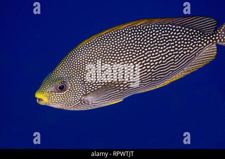 Java Rabbitfish (Siganus javus), Shadow Reef dive site, Yilliet Island ...