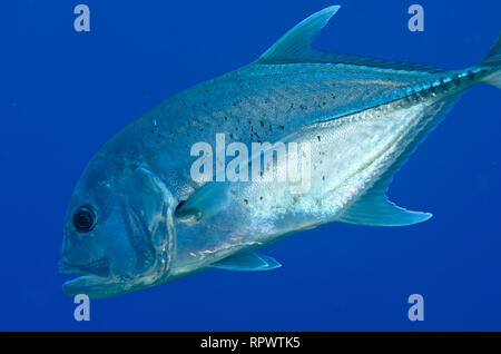 Giant Trevally, Caranx ignobilis, Shadow Reef dive site, Yilliet Island ...