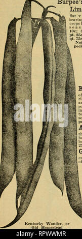 Bean, Lima bush bean Jackson Wonder butterbean antique heirloom ...