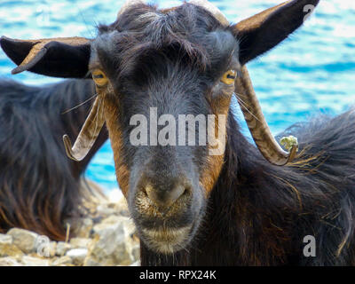 Kri-kri wild Cretan goat close up, Crete, Greece Stock Photo - Alamy