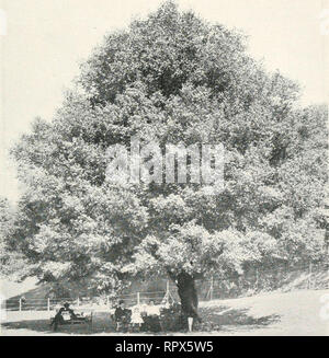 Black oak, yellow-barked oak or quercitron, Quercus velutina (Quercus ...